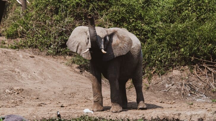 How Elephants Use Infrasound to Communicate Over Miles - Animals Around ...