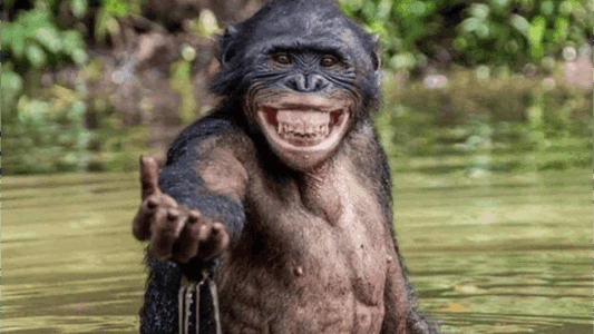 12 Most Popular Zoo Animals Ranked by US Visitor Interest - Animals ...