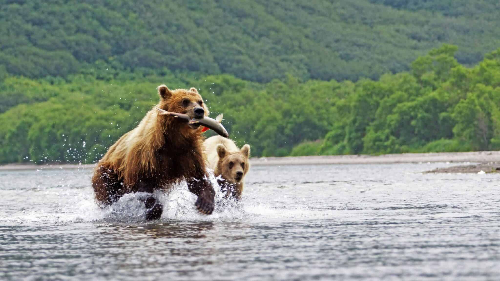 The Role of Bears in Keeping Forests Healthy - Animals Around The Globe