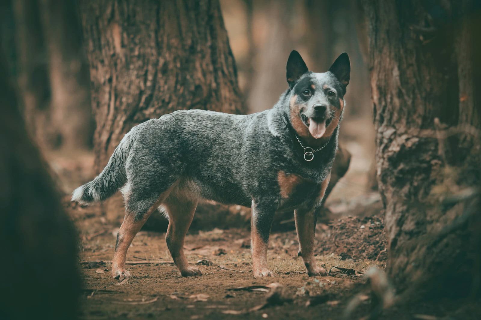 Is Bluey Based on a Real Dog Breed? Meet the Blue Heeler - Animals ...