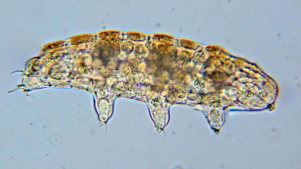 The Creature That Can Survive the Most Sudden Temperature Drops ...