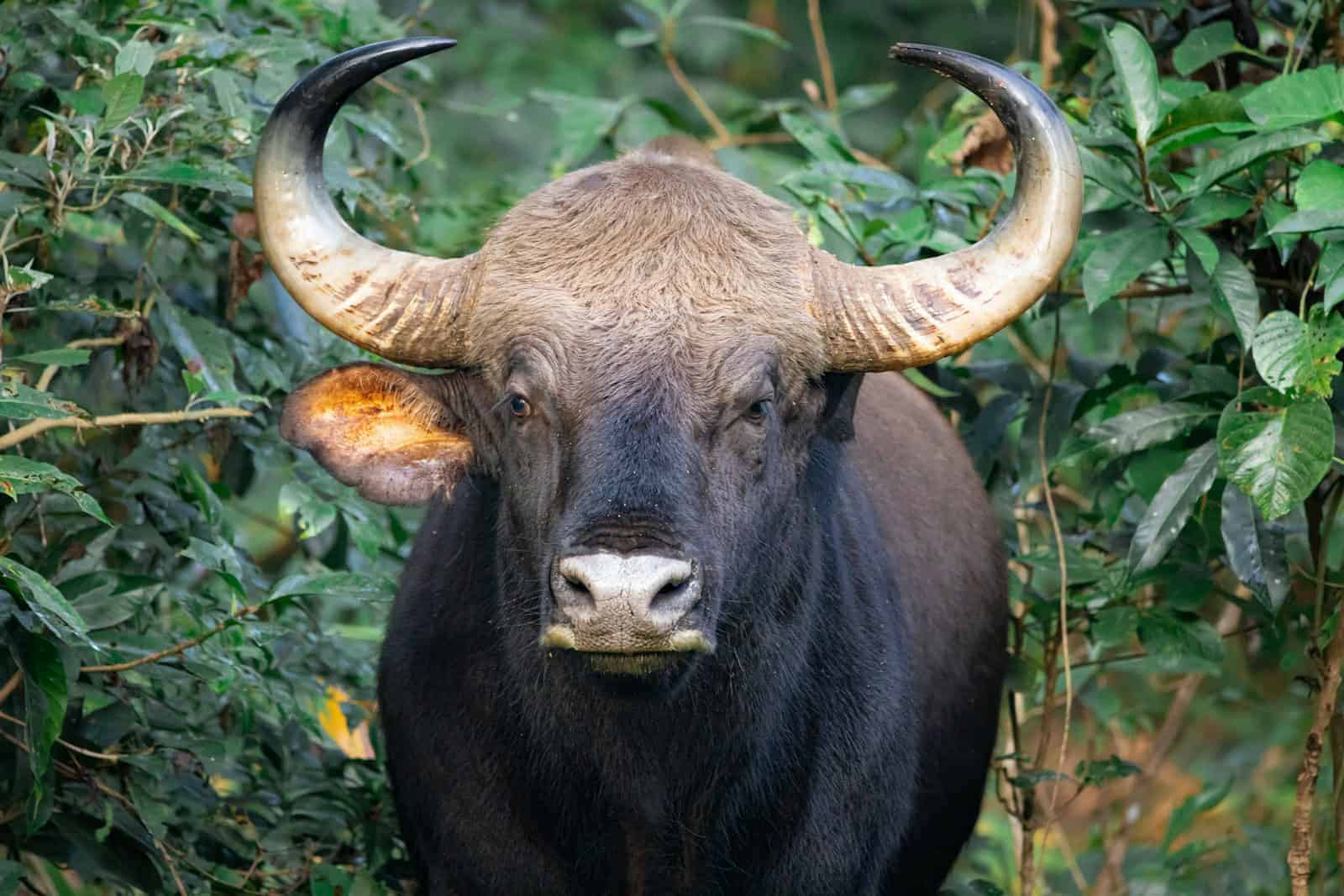 The Legal Protections That Saved Bison From Extinction - Animals Around ...
