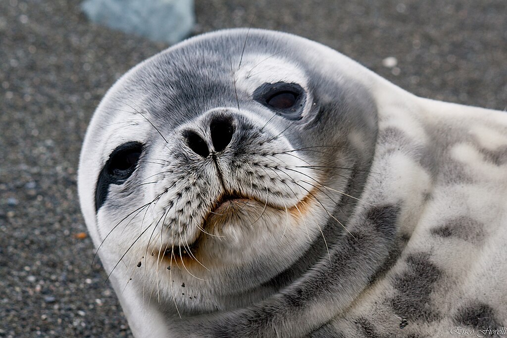 The Mammal That Can Hold Its Breath the Longest - Animals Around The Globe
