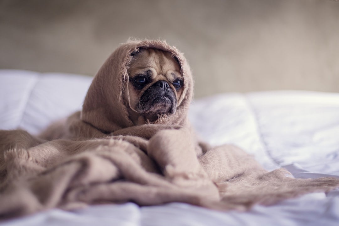13 Signs of an Unhappy Dog - Animals Around The Globe