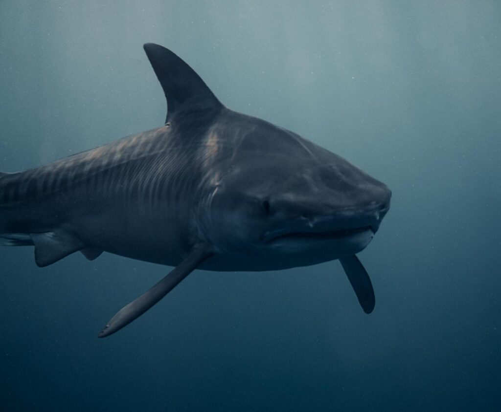 Do Sharks Have a Sixth Sense? Exploring Their Unique Sensory Abilities ...