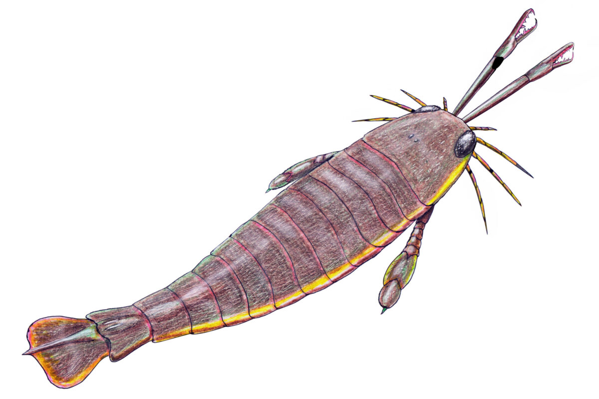 The Biggest Scorpion Species That Ever Existed – It Was as Big as a Dog ...
