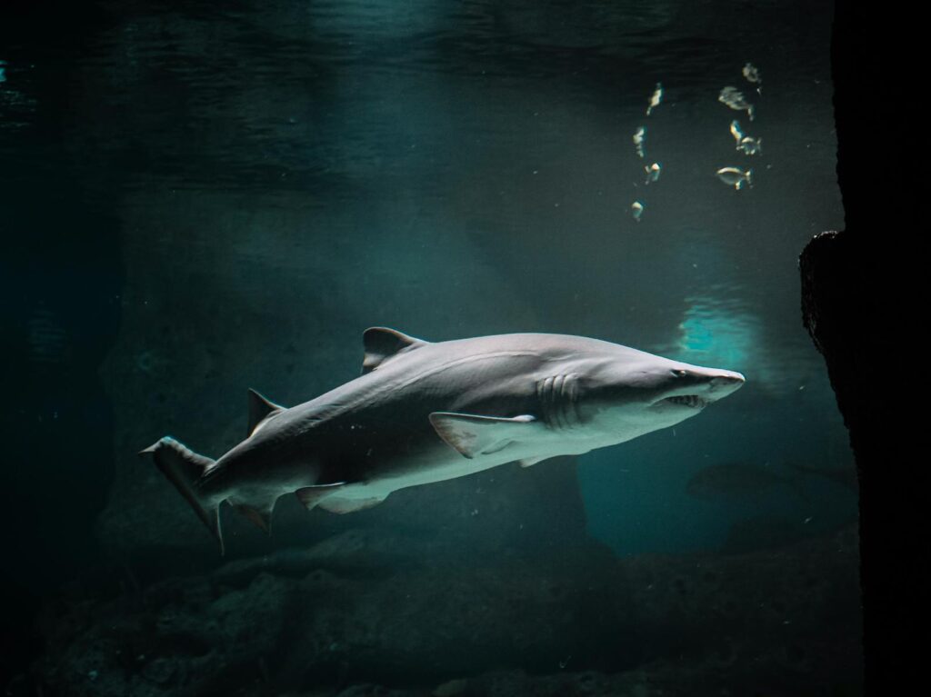 Do Sharks Sleep? The Fascinating Science Behind Their Rest Patterns ...
