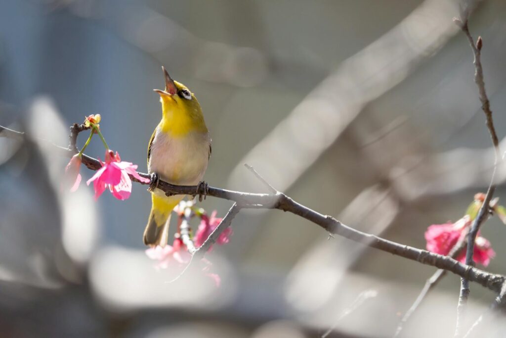 Why Learning Bird Calls Can Improve Your Birding Success - Animals ...