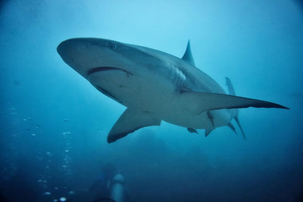Do Sharks Have a Sixth Sense? Exploring Their Unique Sensory Abilities ...