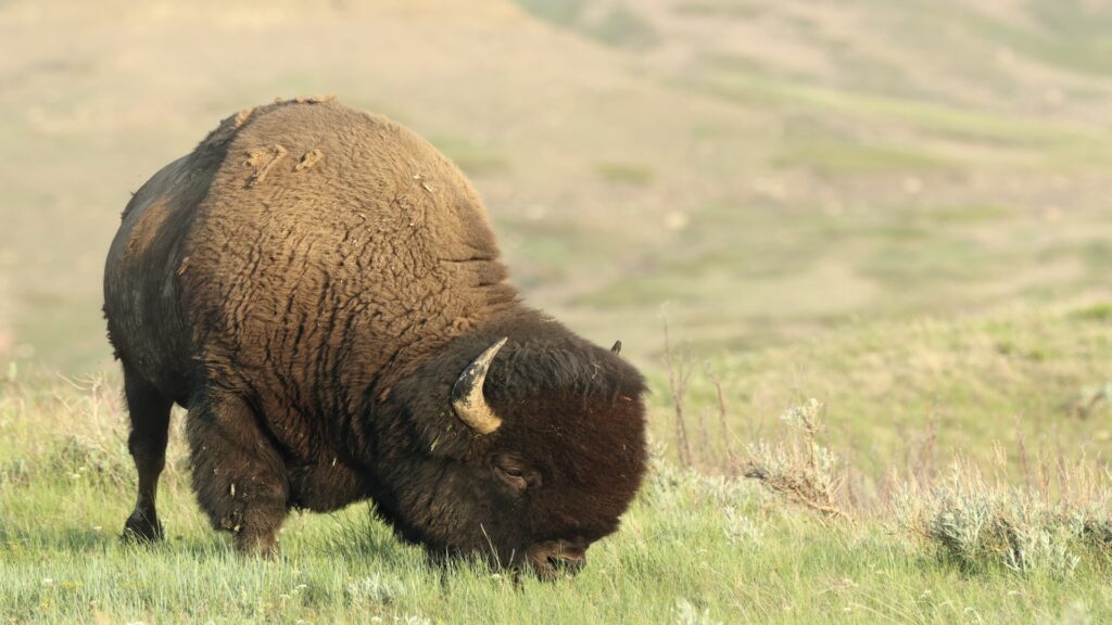 The Signs That a Bison Might Charge What to Watch For - Animals Around ...