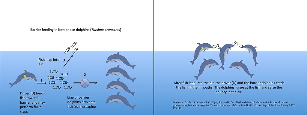 The Role of Dolphins in Marine Ecosystems - Animals Around The Globe