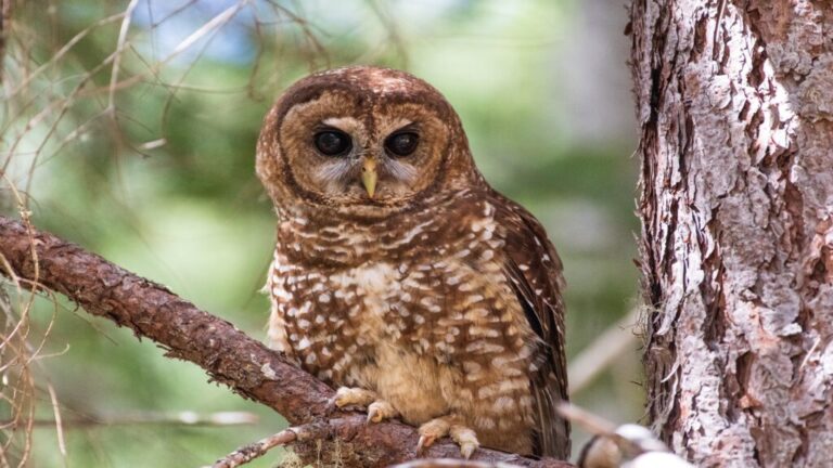 How Owls See in the Dark — and What It Reveals About Evolution ...