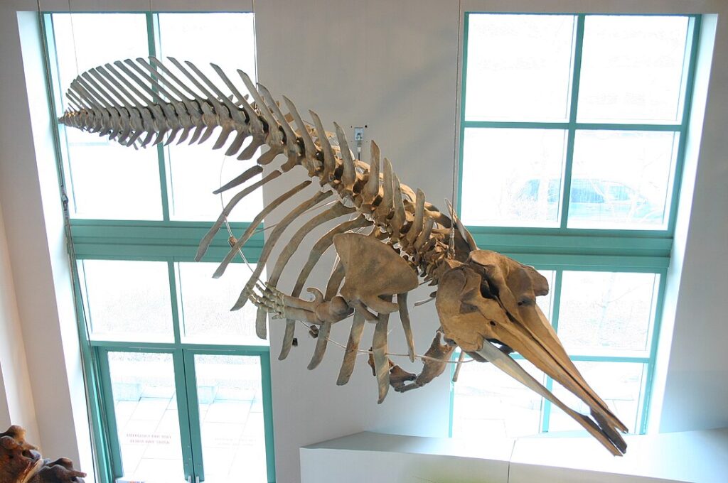 The Most Elusive Whale in the World—Have Humans Ever Seen It? - Animals ...