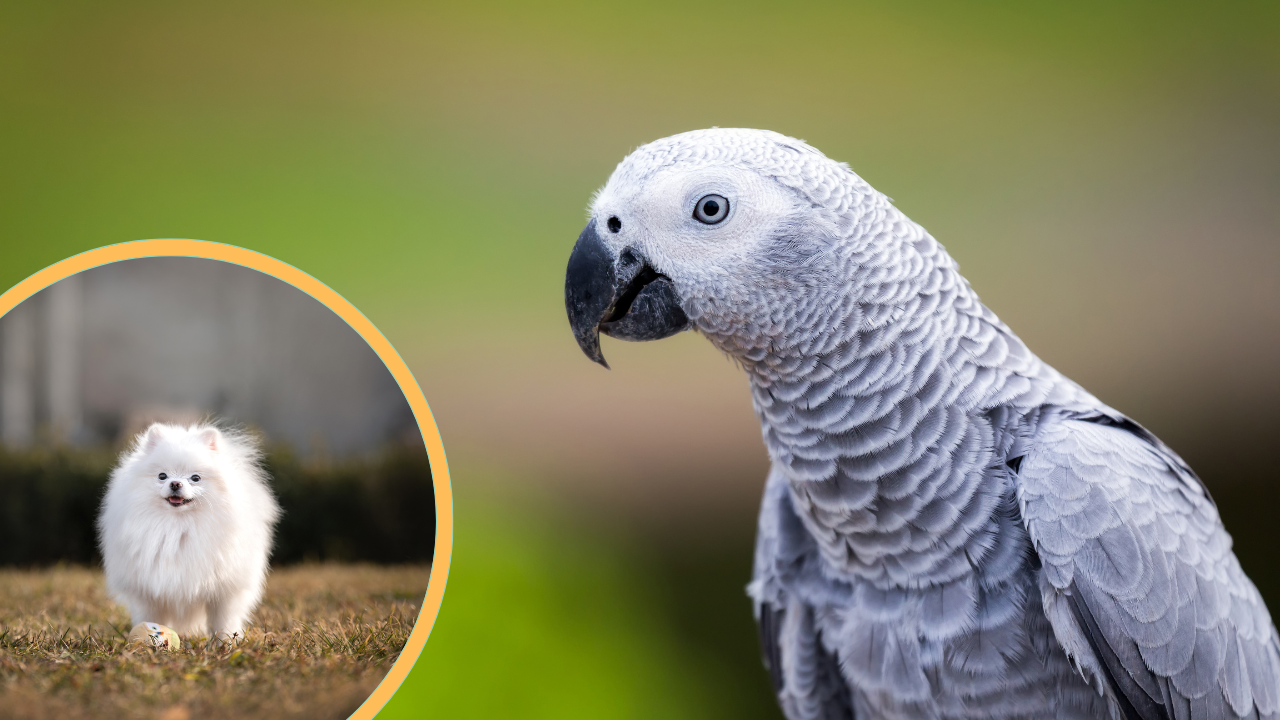 25 Pets That Secretly Live Longer Than Most Owners Realize - Animals ...