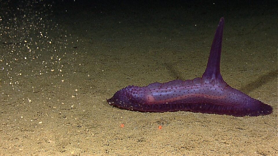 Creatures of the Hadal Zone—Life at the Ocean’s Deepest Depths ...