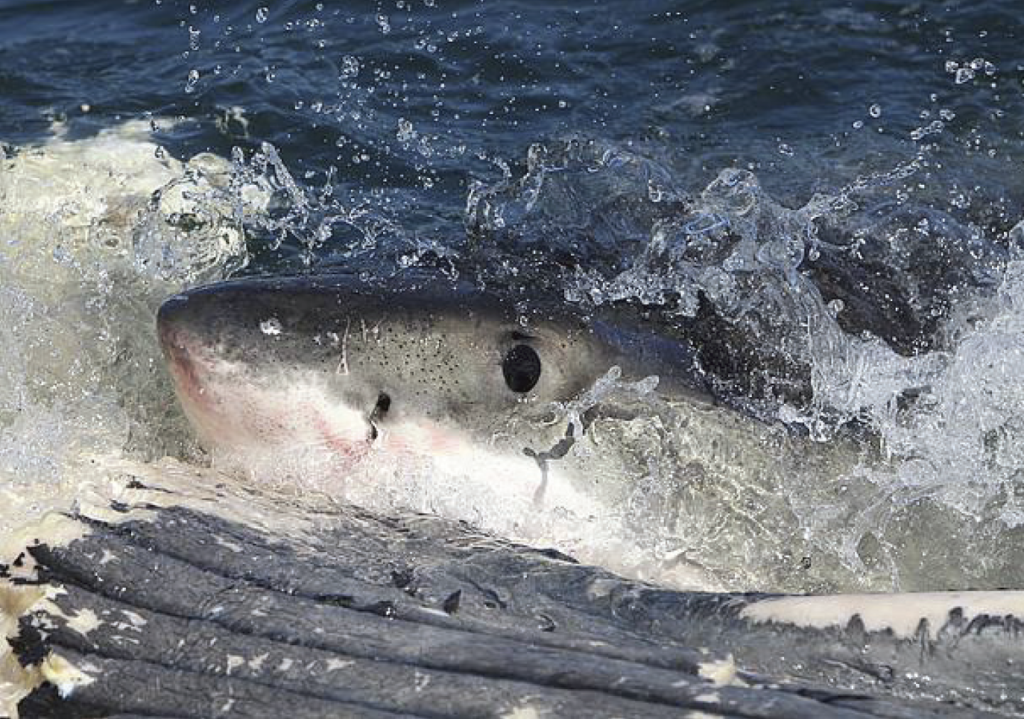 The Biggest Great White Ever Recorded—You Won’t Believe Its Size ...