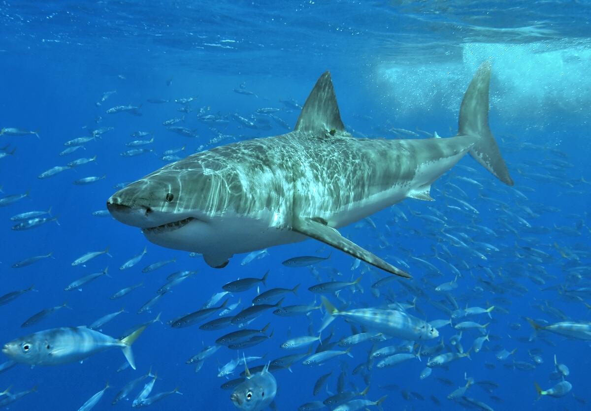 The Biggest Great White Ever Recorded—You Won’t Believe Its Size ...