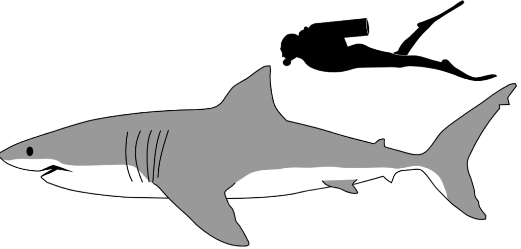 The Biggest Great White Ever Recorded—You Won’t Believe Its Size ...