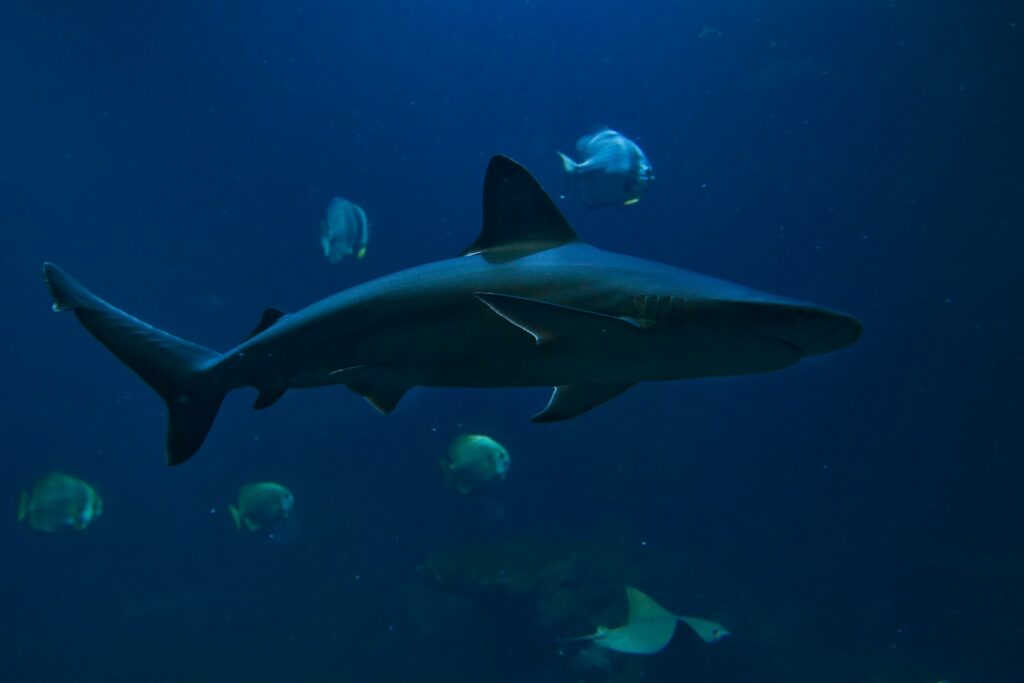 Do Sharks Have a Sixth Sense? Exploring Their Unique Sensory Abilities ...