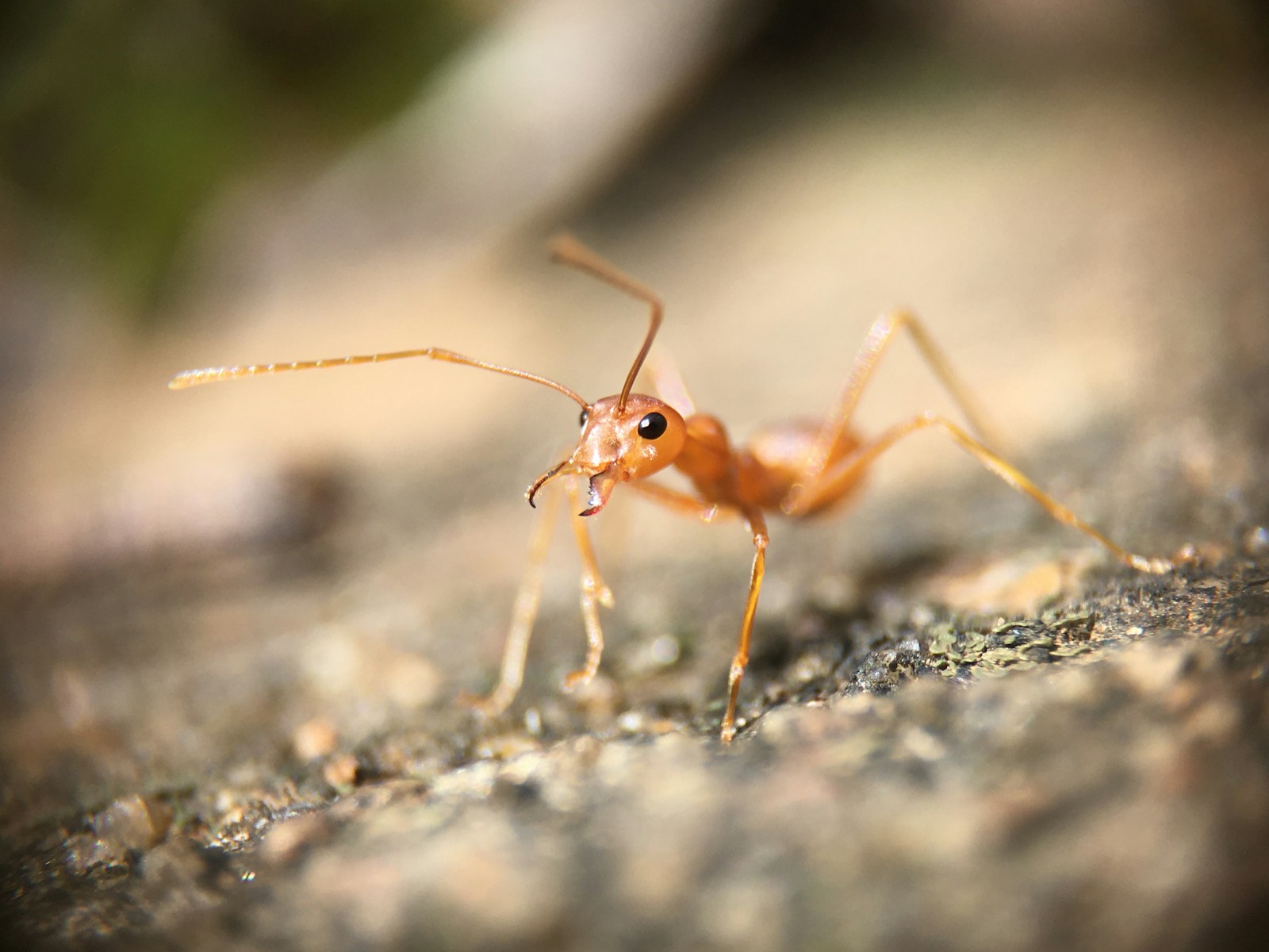 Why Fire Ants Are an Invasive Species That Disrupts Ecosystems ...