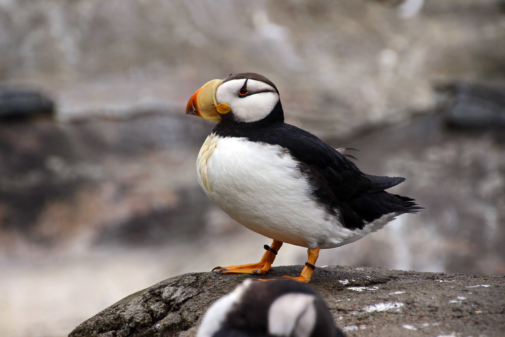 Which Alien Creatures in Star Wars Were Inspired by Real Wildlife ...