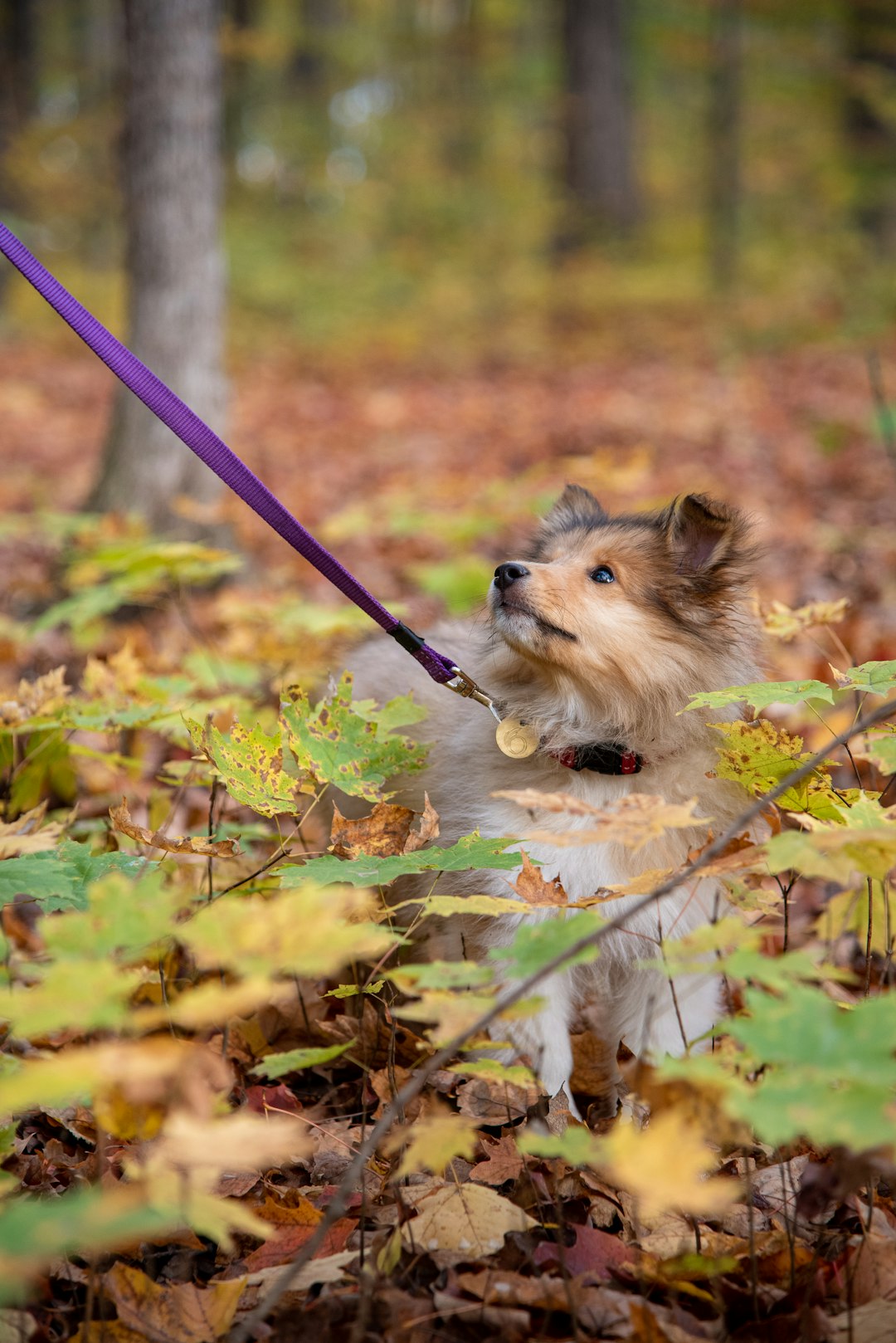 5 Sneaky Fall Hazards for Pets That Could Catch You Off Guard - Animals ...