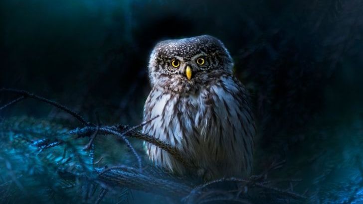 Which Owl Would Be Your Patronus? The Science Behind the Symbol ...