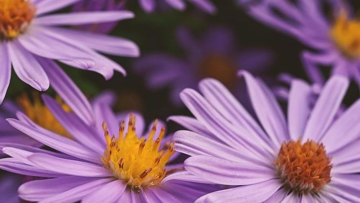 5 Amazing Native Flowers for Your Garden - Animals Around The Globe
