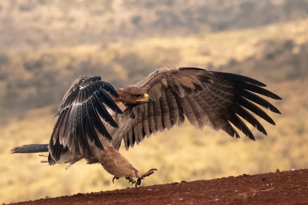 Eagles vs. Coyotes: Which U.S. Predator Would Be the Ultimate Boss ...
