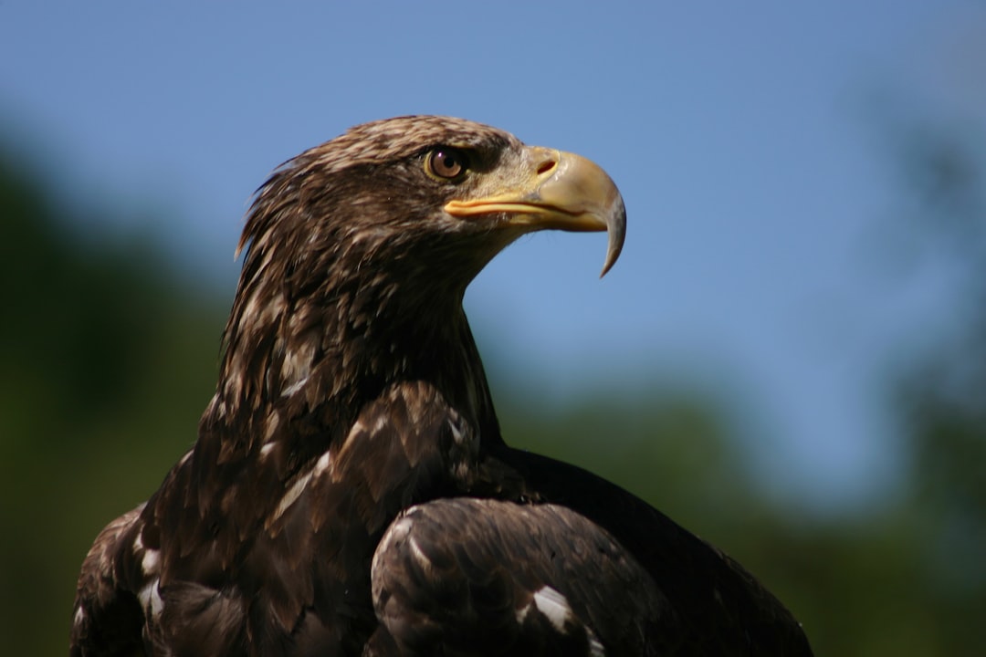 Which Animal Best Matches Each Greek God's Personality - Animals Around ...