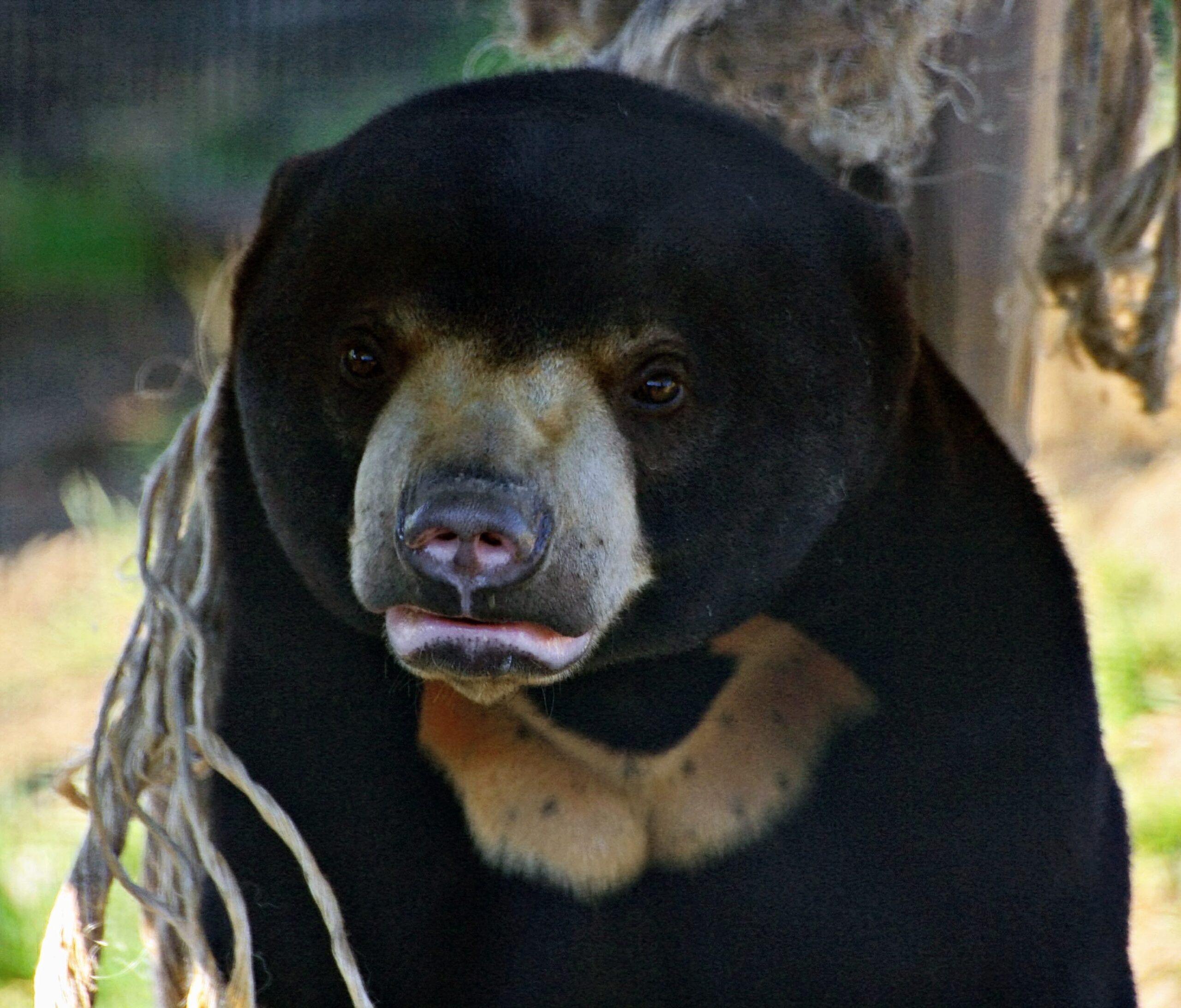 Which Bear Matches Each Stranger Things Character? - Animals Around The ...