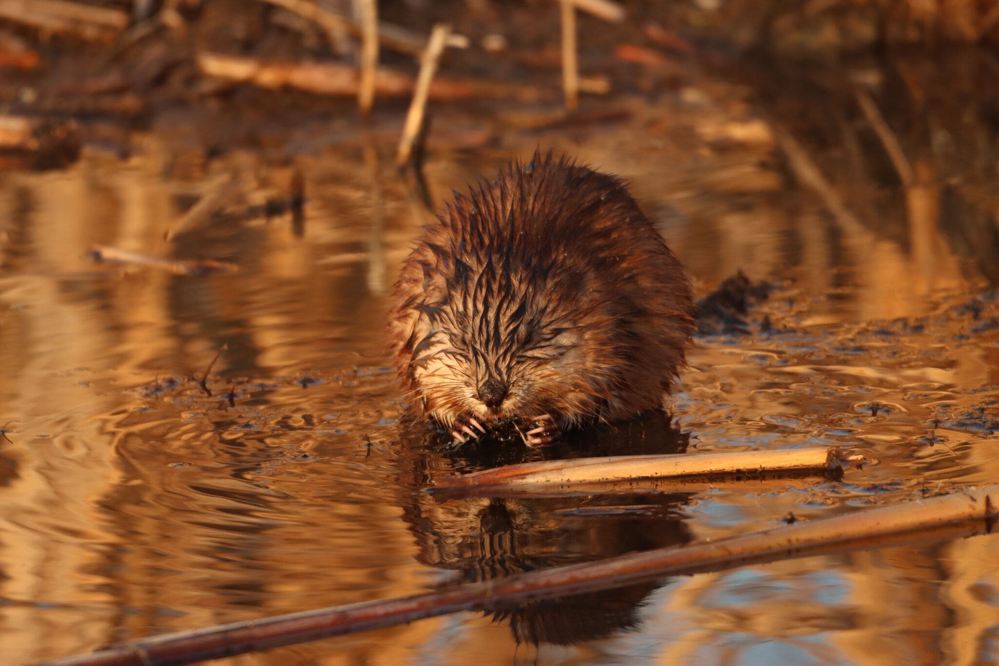 Why the Muskrat Is Being Hailed as a Hero - Animals Around The Globe