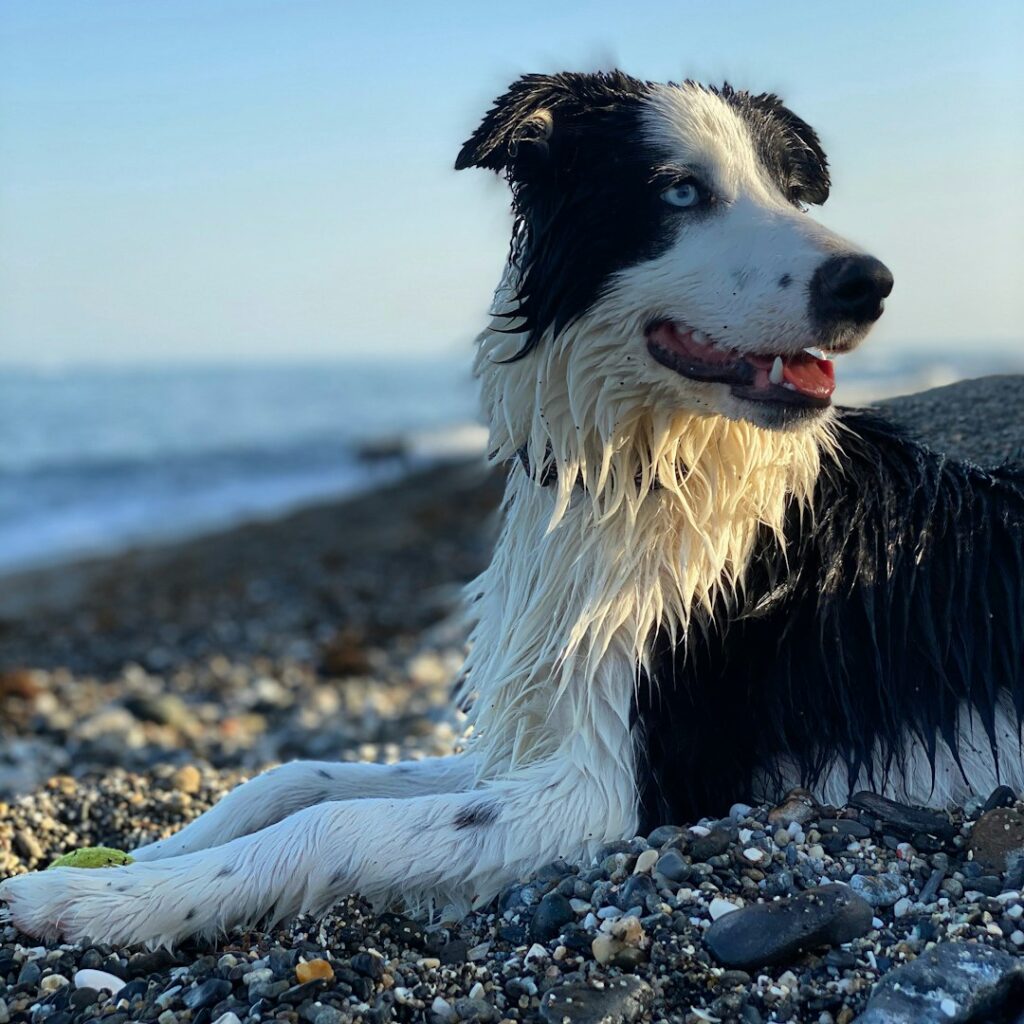 12 Dog Breeds That Match Each Zodiac Sign's Loyalty Level - Animals ...