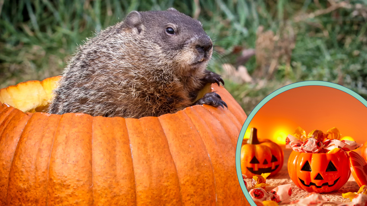 5 Ways to Keep Groundhogs From Attacking Your Pumpkins This Halloween ...