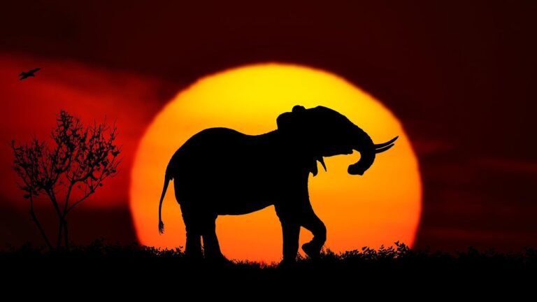 The Emotional Intelligence of Elephants Explained - Animals Around The ...