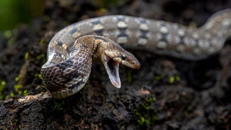 Know These 6 Sounds Before Hiking in Snake Territory - Animals Around ...