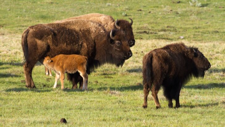 Remember This Rule If You See a Bison on the Trail - Animals Around The ...
