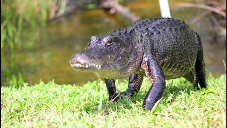 The 5 U.S. Lakes Where Alligators Are Making a Comeback - Animals ...