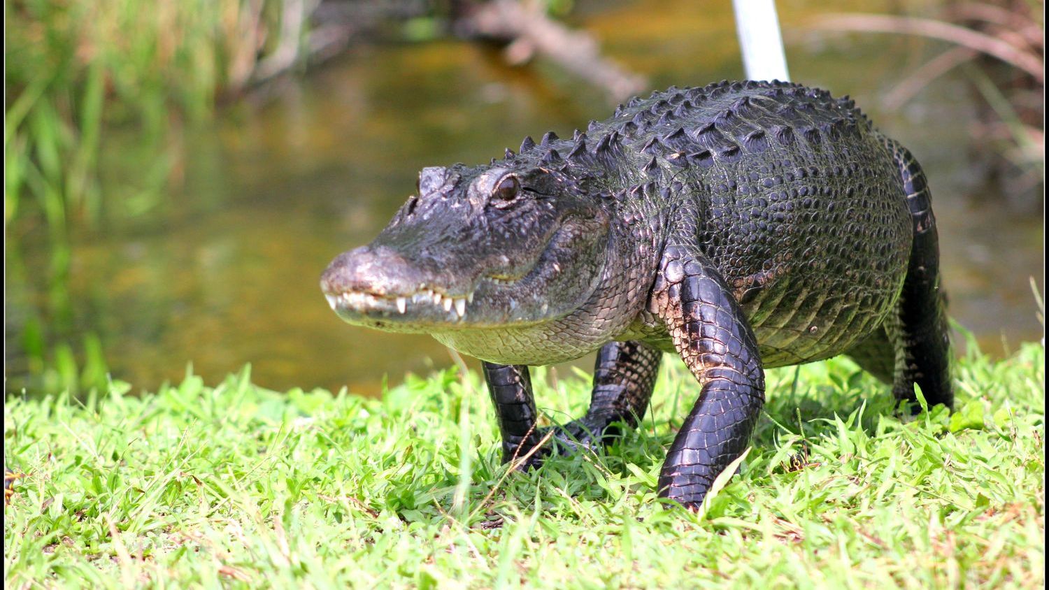 The 5 U.S. Lakes Where Alligators Are Making a Comeback - Animals ...