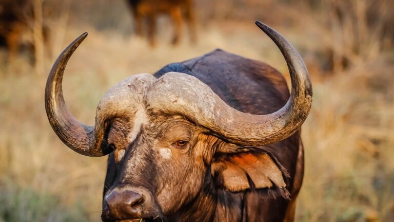 What Happens If You Make Eye Contact With a Charging Buffalo? Rangers ...