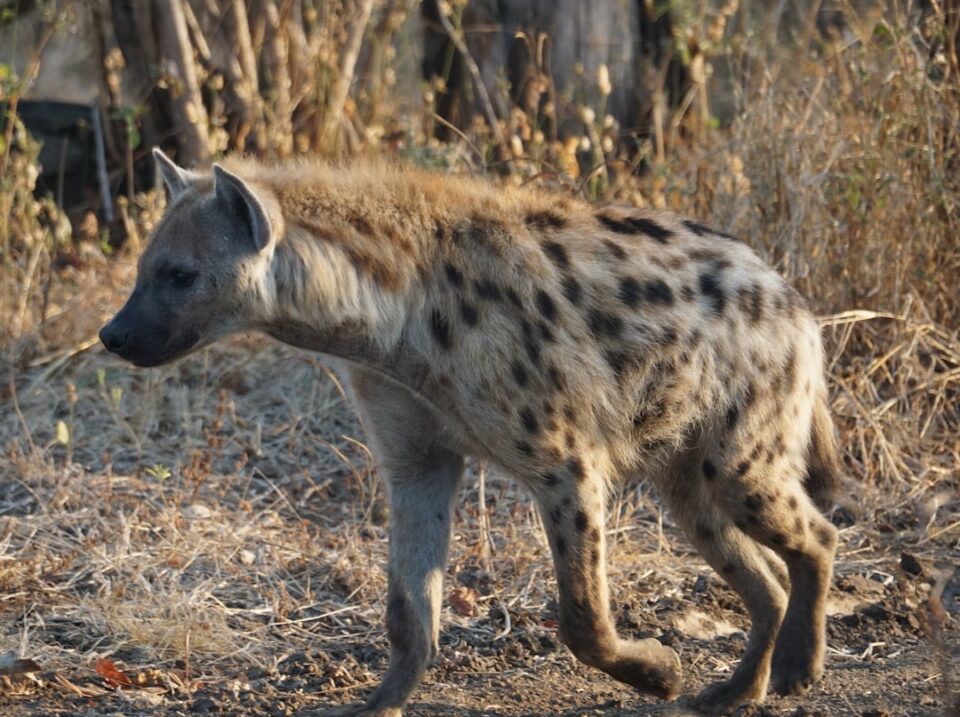 Here's What Experts Say to Do If You're Ever Surrounded by Hyenas ...