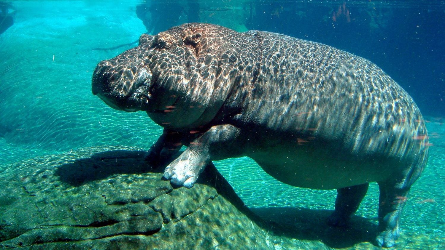 What Happens If You Shout at a Hippo? Rangers Explain Why It's a ...