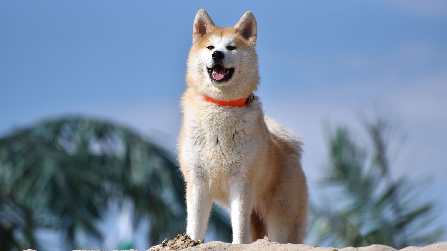 23 Dog Breeds Trainers Say First-Time Owners Regret - Animals Around ...