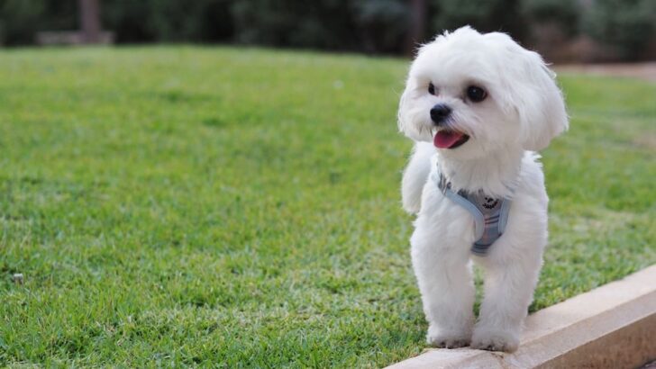 20 Small Breeds That Stay Puppy-Sized (Mostly) - Animals Around The Globe