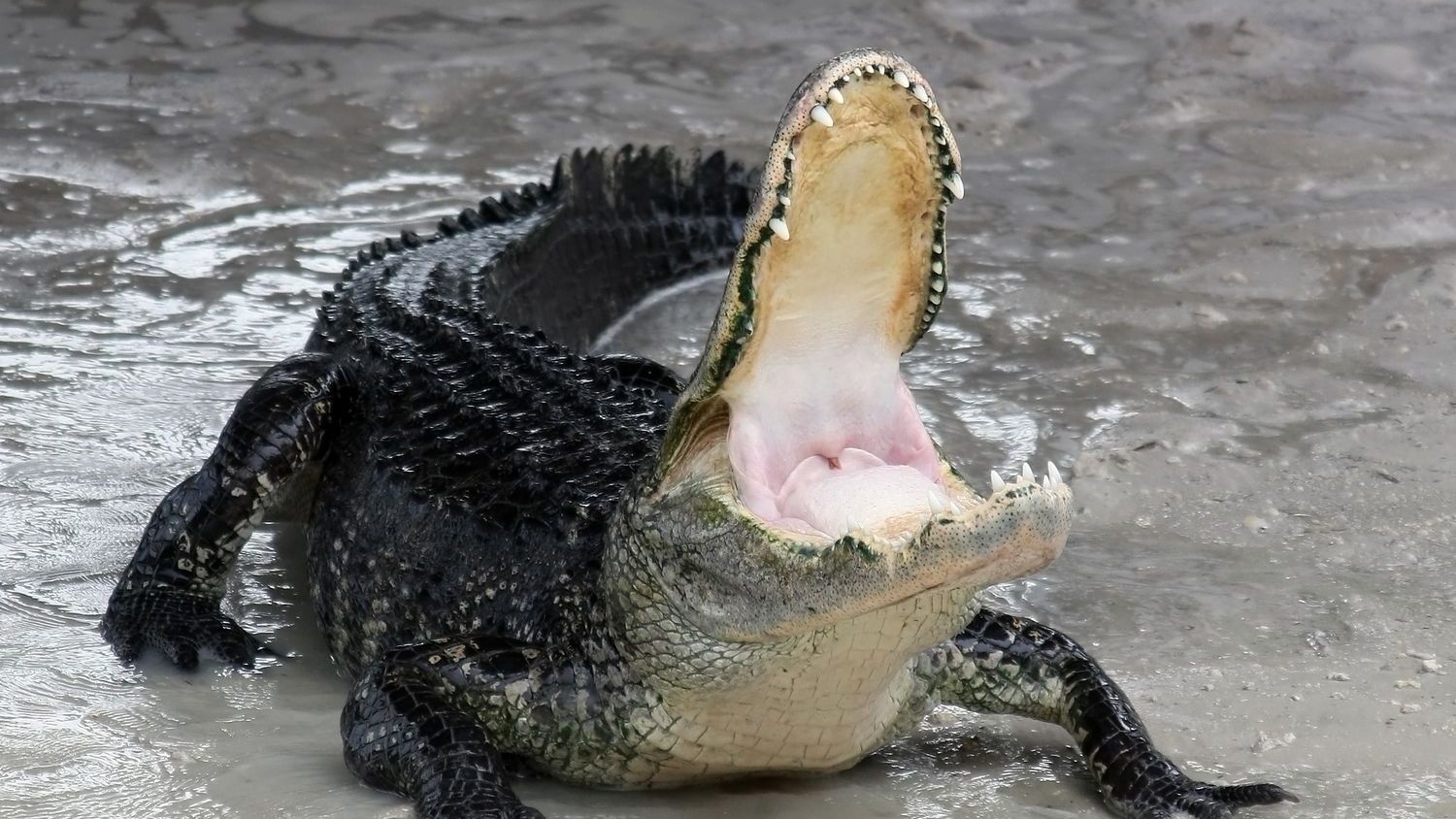 What Happens If You Stare Into the Eyes of an Alligator? Biologists ...