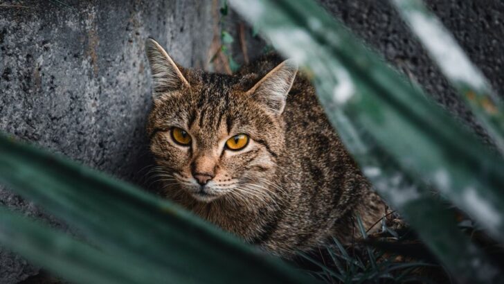 7 Predators That Detect Fear Faster Than Any Human Can - Animals Around ...