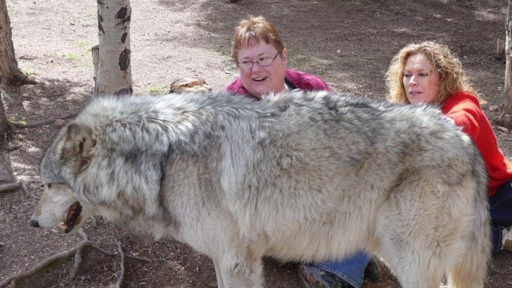 Avoid These 10 Deadly Mistakes When Camping in Wolf Country Experts ...