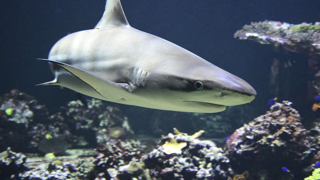 Here's Why You Should Never Scream at a Shark Underwater - Animals ...