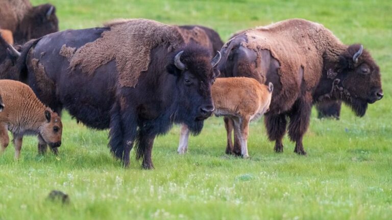 When The Night Tornadoes Hit the Prairie - And Bison Saved an Entire ...
