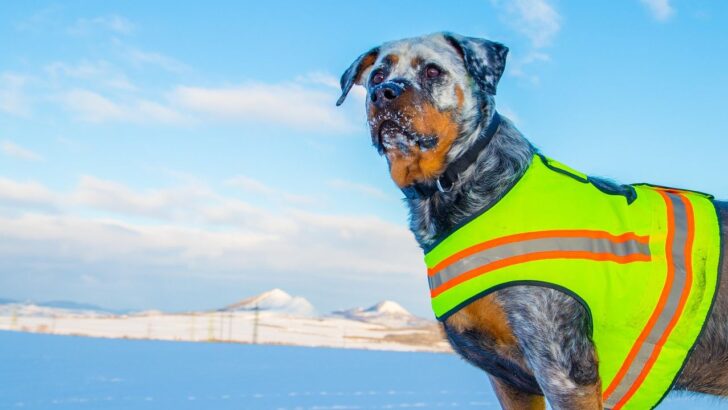 The 6 Most Common Winter Hazards for Dogs - Animals Around The Globe